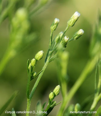 Menuda Natura: Conyza canadensis (L.) Cronq.