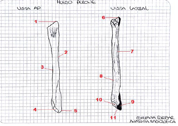 Blog Anatomia Radiologica Humana_Grupo41: 2. Miembro inferior