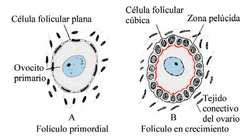 embriologia - Mind42