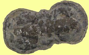 Life Before the Dinosaurs: Agnostida.