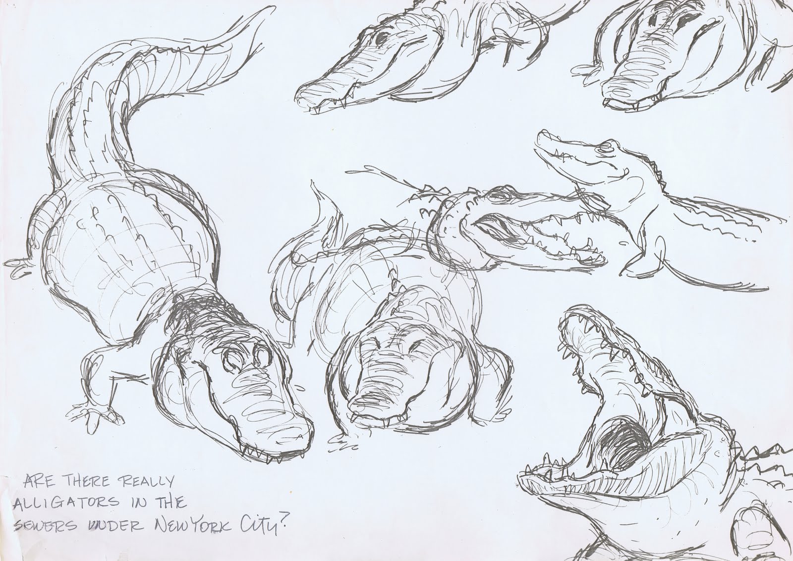 American Alligator Pencil Sketch by gregchapin.deviantart.com on ...