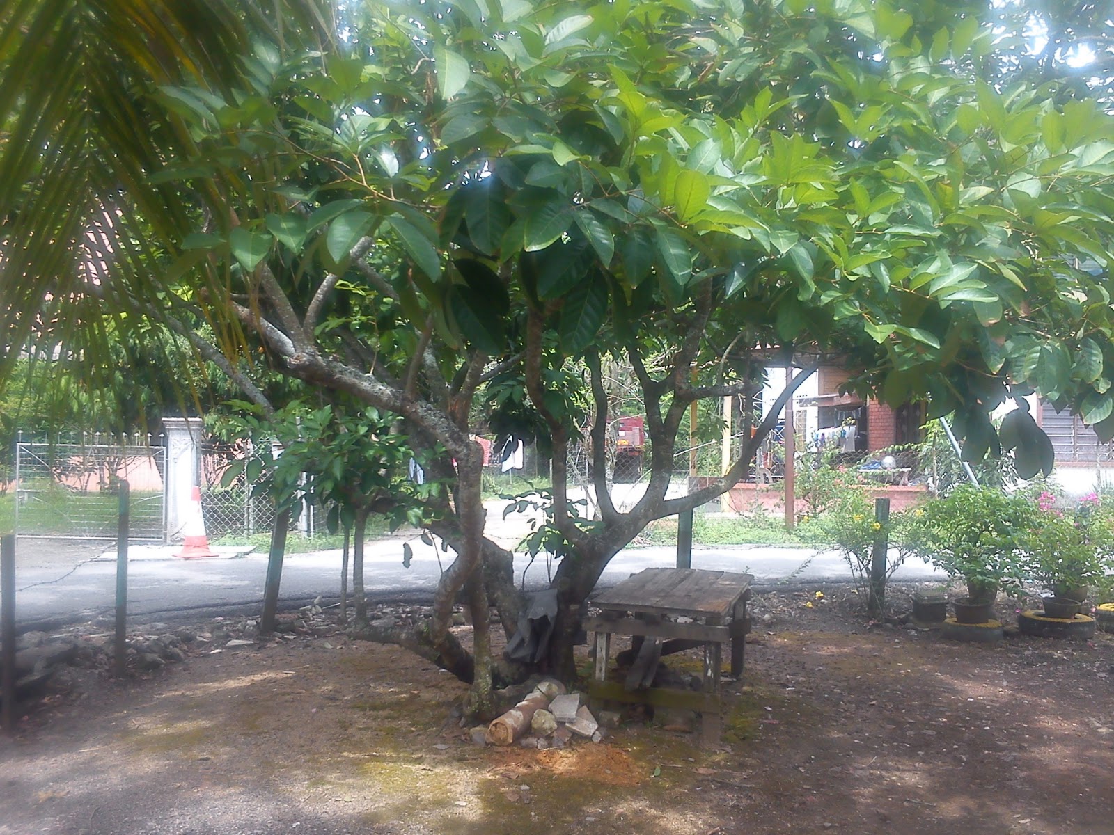 BIO ONE PLUS.BAJA ORGANIK: Bio-One-Plus (Penggunaan Pada Pokok Buah-Buahan)