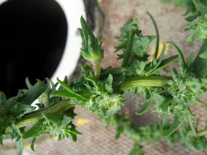 Wild Flowers of Wexford: Atriplex littoralis x Atriplex longipes new to ...