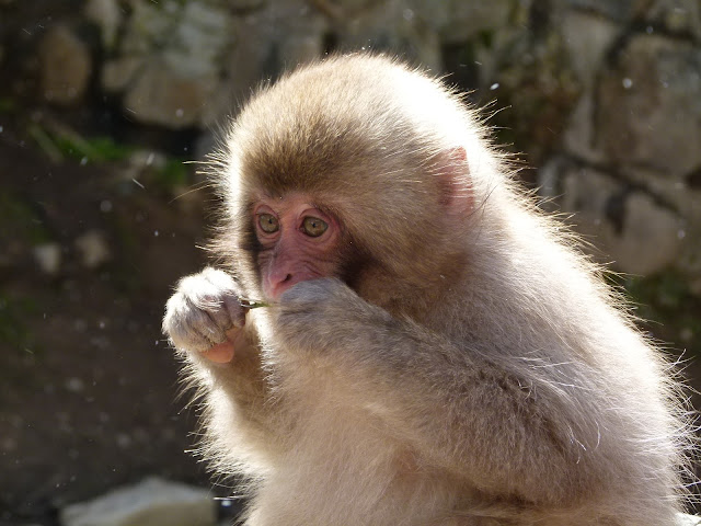 Japońskie makaki
