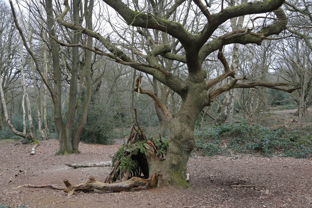 Shadows & Light: Strange Structures in the Woods