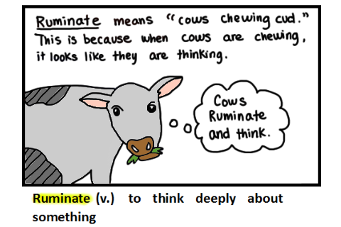 EXAMS AND ME : Ruminate and Ruminant