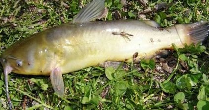 Pecanje američkog soma