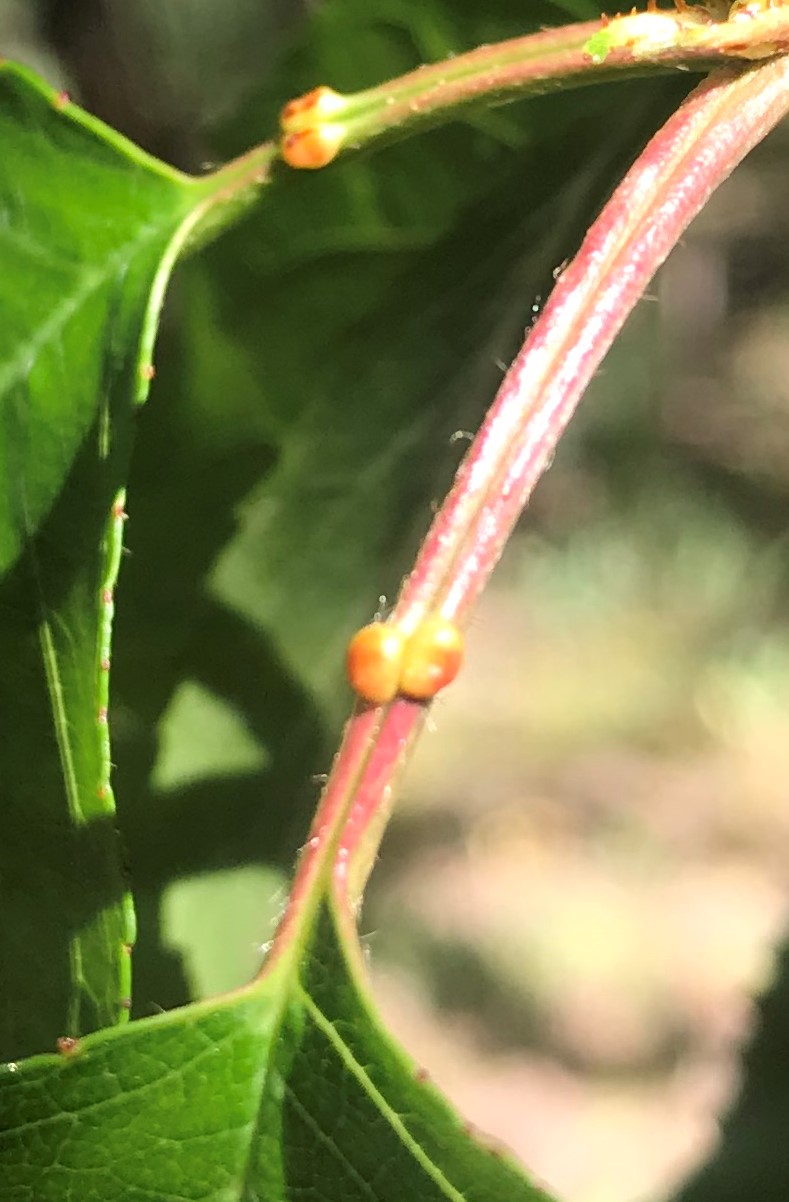 Extrafloral Nectaries are Extraordinary