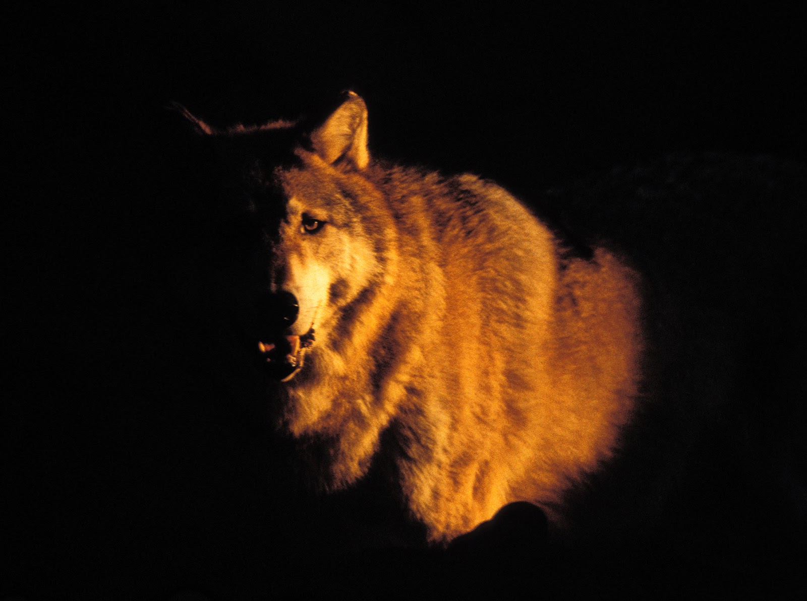 In Search of Perfect Light...: Hunting the Big Bad Wolf