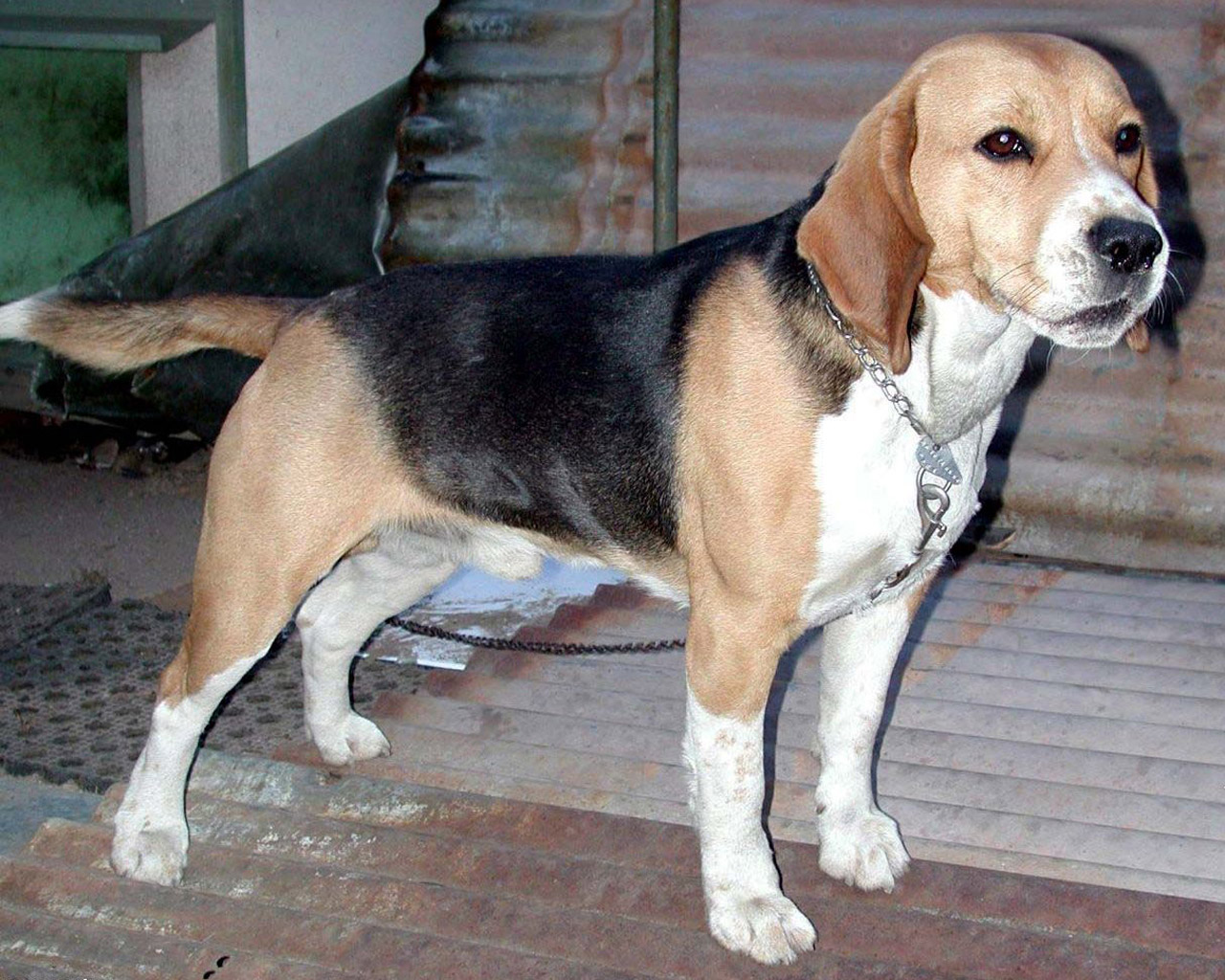 Los Animales : Los perros