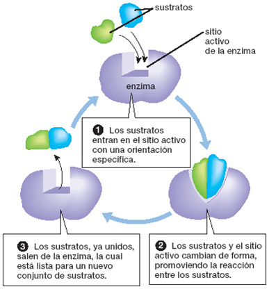 La Célula: Características de las Enzimas