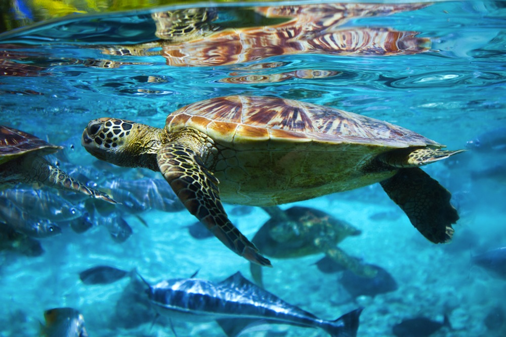 turtle | Adventure of the seas, Swimming with sea turtles, Tropical ...