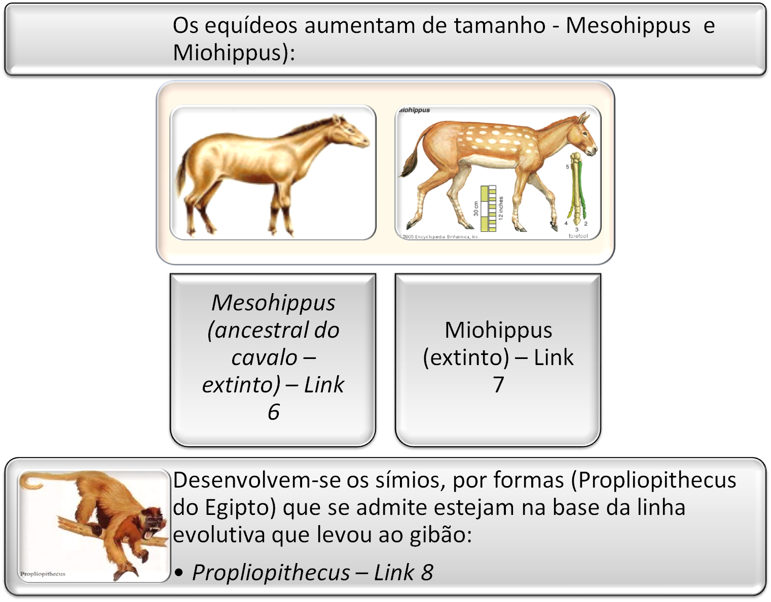 EstratoBlografia: Geistória: Era Cenozóico - Periodo Paleogénico