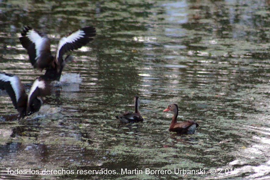 AVES DEL HUILA: PATOS