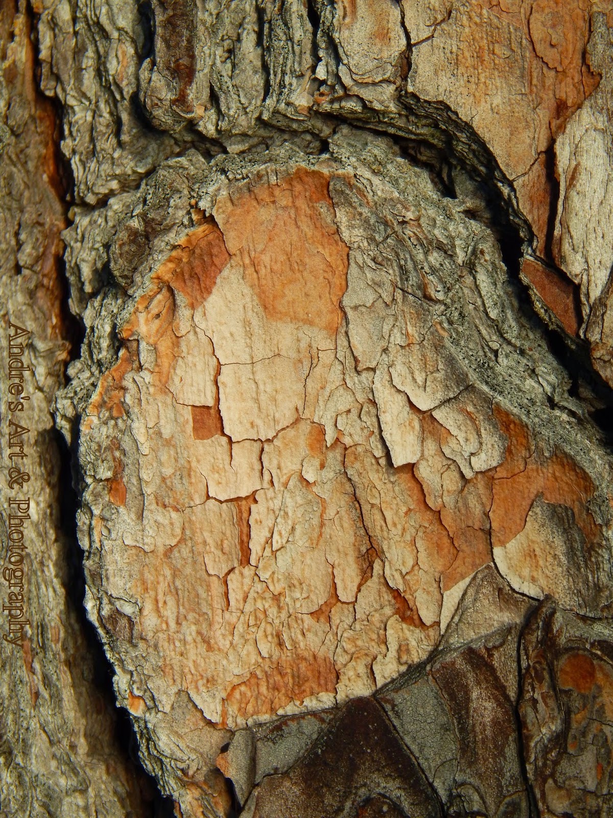 Through The Camera's Eyes: Andre's Photography Blog: Bark Of The Oak Tree