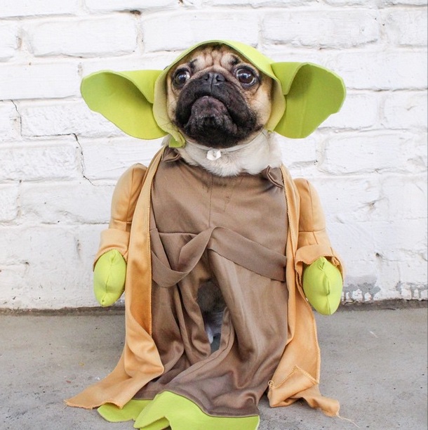 Puglandia : Yoda pug