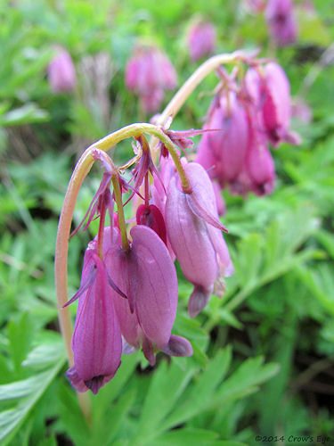 365 Caws: Pacific Bleeding-Heart, Dicentra Formosa