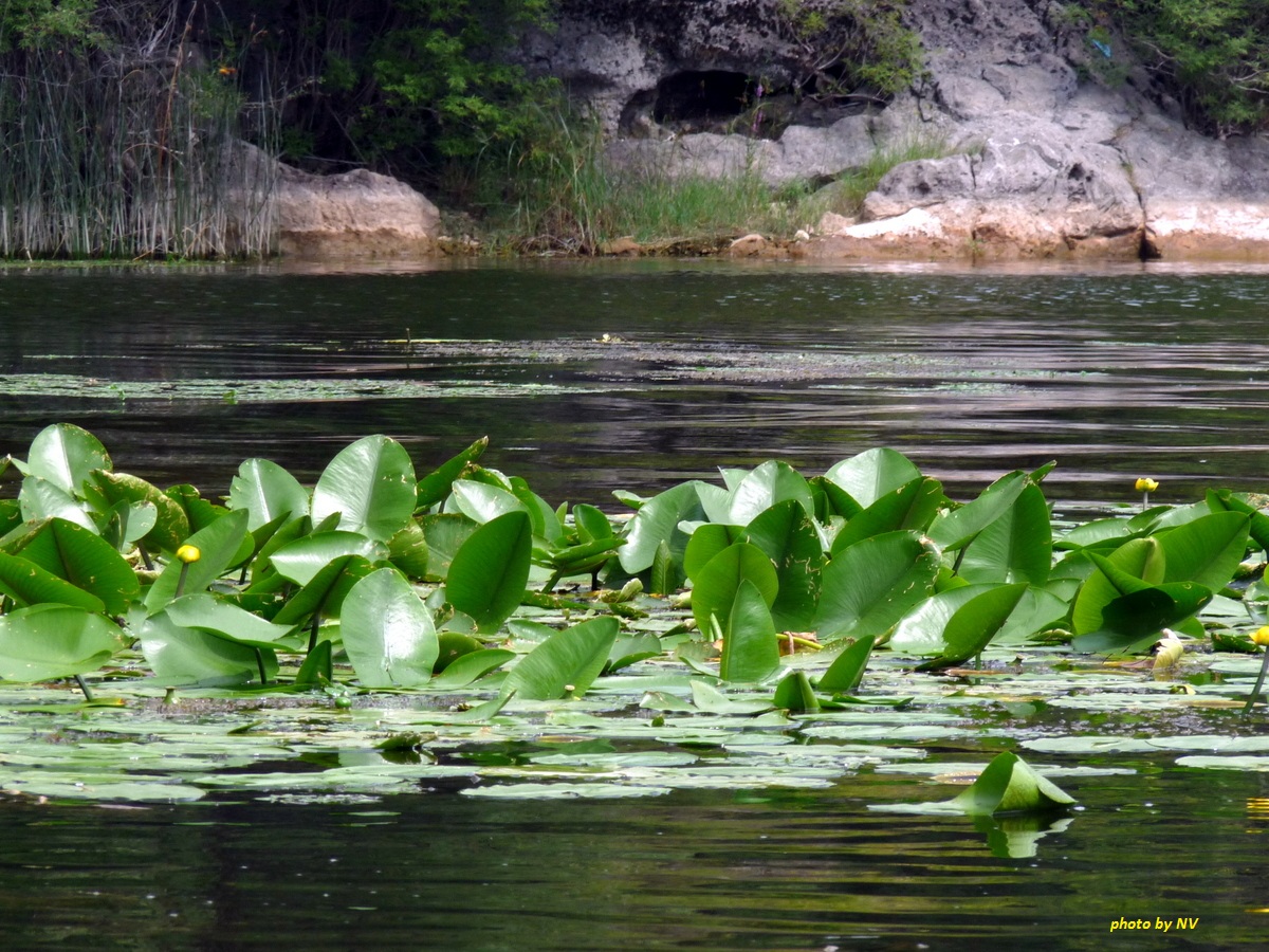 Lokvanji sa Skadarskog jezera - InfoNet Magazin