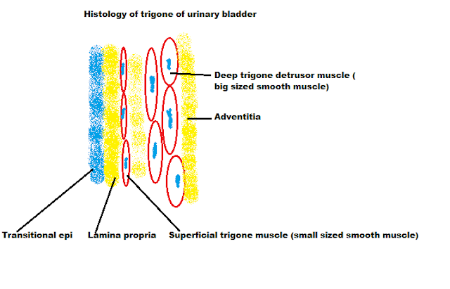 easyhumanatomy: Trigone of urinary bladder
