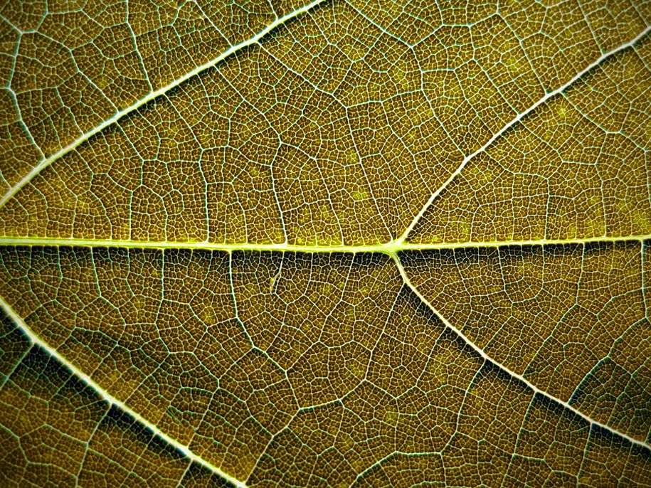35 Breathtaking Examples of Patterns in Nature