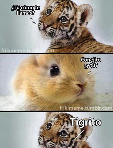 MEXICOGEEK: TIGRITO...NO..NO ME GRITES