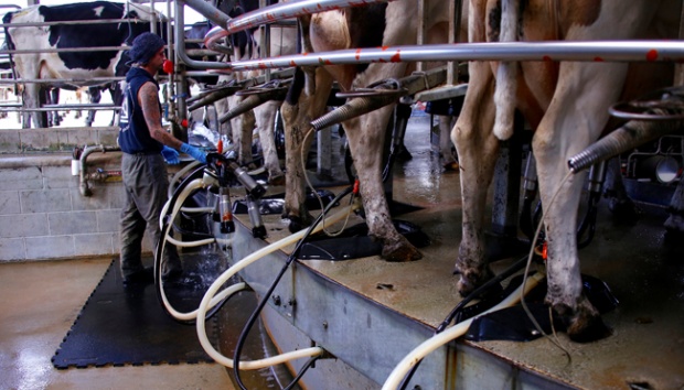 Pemerahan Susu Sapi Dengan Mesin perah - Elinotes review