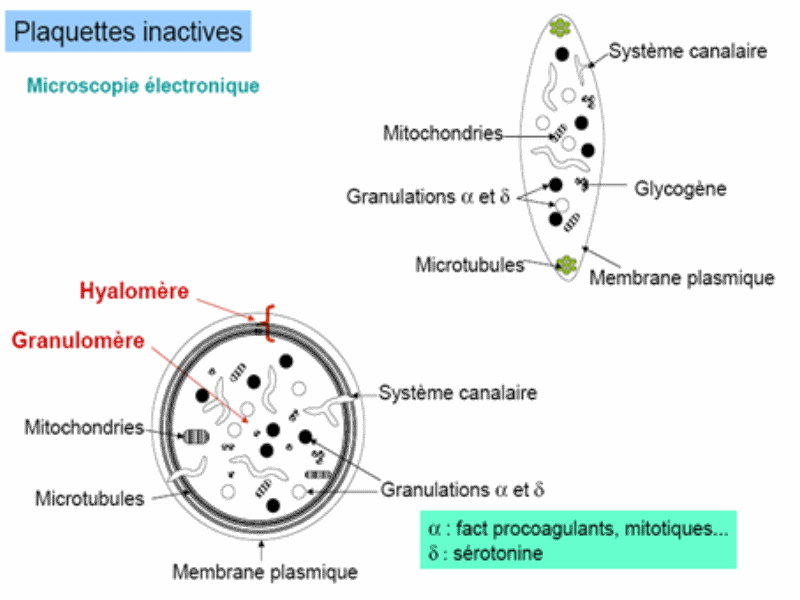 Les plaquettes sanguines - BIOLOGIE MEDICALE
