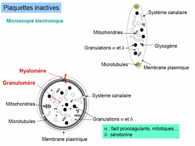 Les plaquettes sanguines - BIOLOGIE MEDICALE