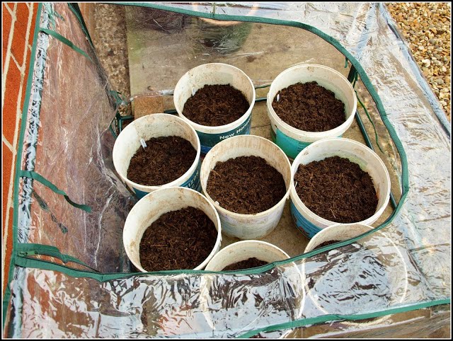 Mark's Veg Plot: Planting First Early potatoes