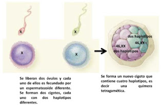 BioITESM: Quimerismo humano: ¿dos personas en una?
