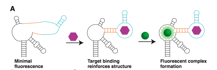 Stringent Response: Measuring nucleotide concentrations inside the ...