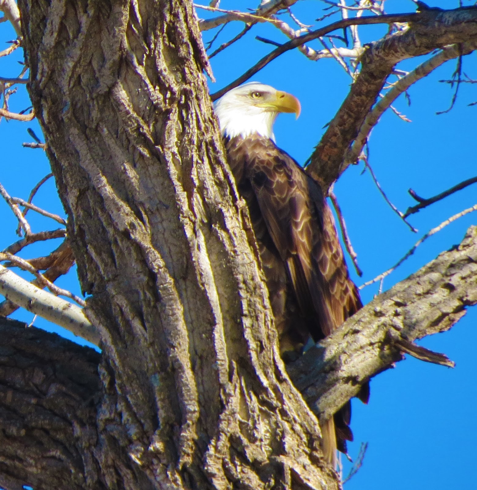 Mary's Be a GoodDog Blog: Beautiful Bald Eagle Pictures from the Eagle ...
