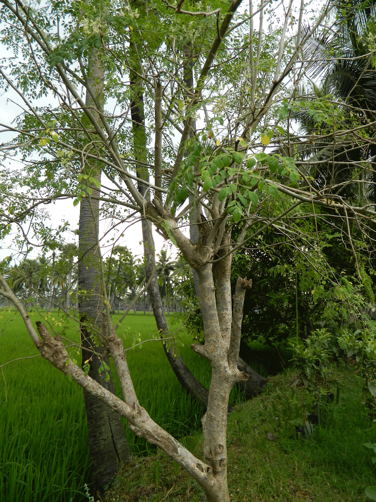 Drum Sticks-మునగ | PicsVillage