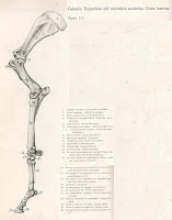Anatomia Veterinaria: Imágenes del Popesko de Miembro Torácico (Eq.)