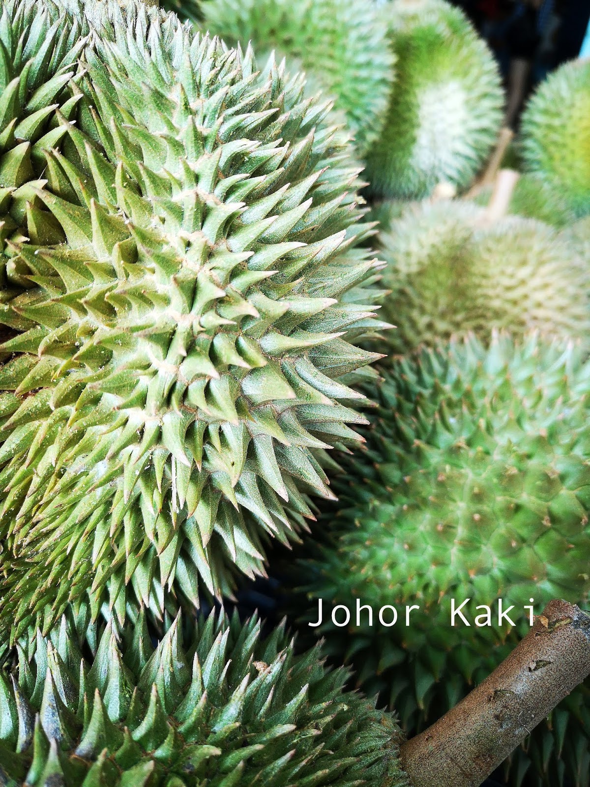 D101 Durian from Johor. Humble but Delicious Mao Shan Wang Alternative ...