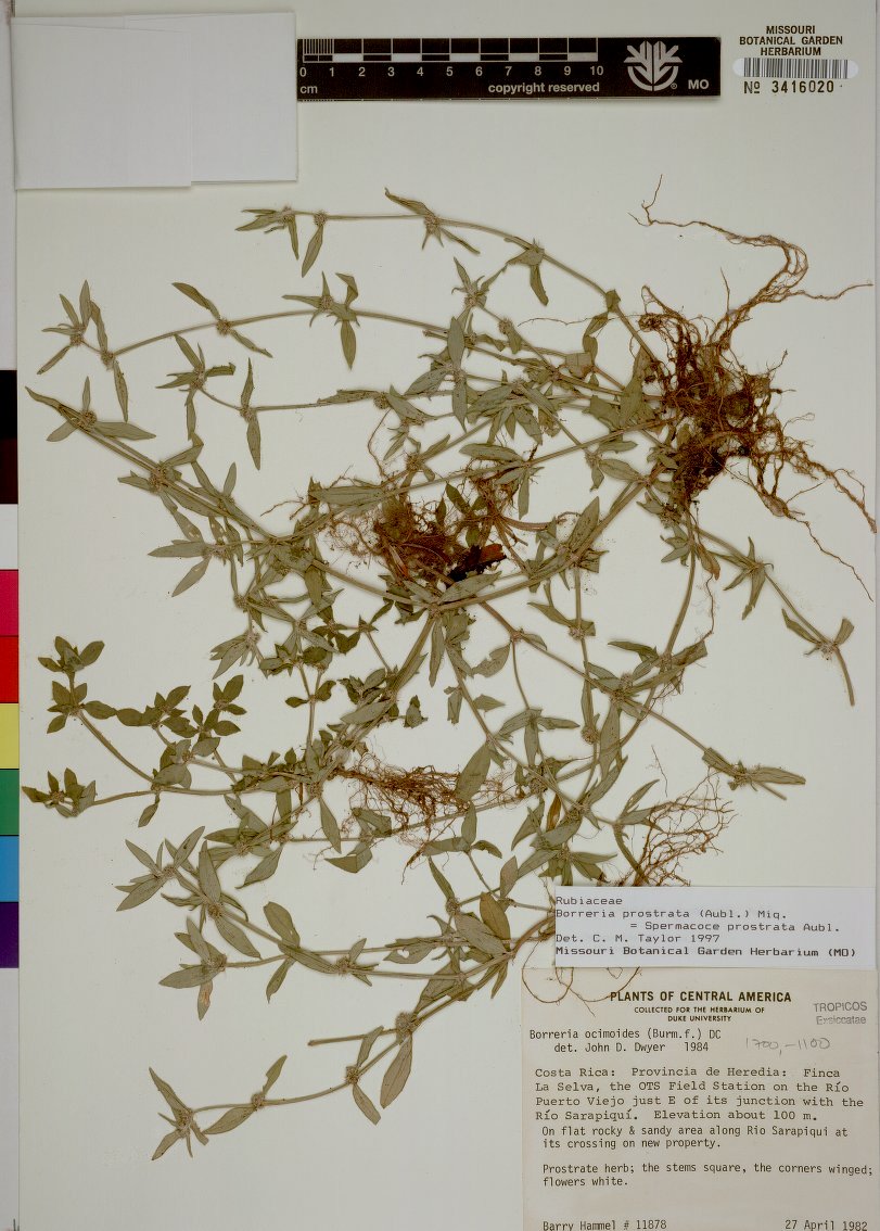 Flora de Puerto Rico Ilustrada Papo Vives: RUBIACEAE-SPERMACOCE ...