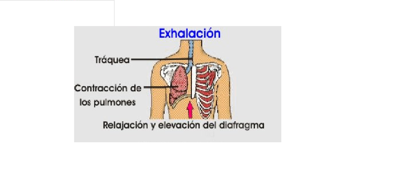 MOVIMIENTOS RESPIRATORIOS: exhalacion