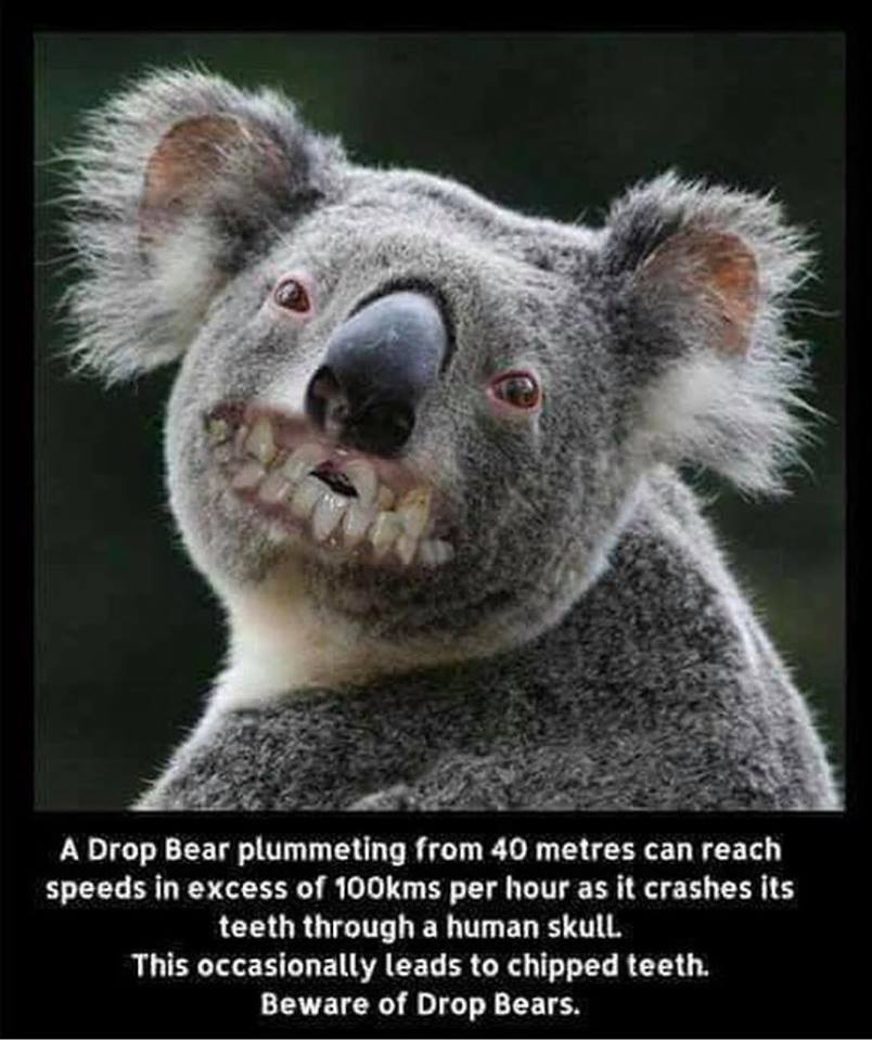 Mal's Gherkin Pram: Drop Bear Awareness