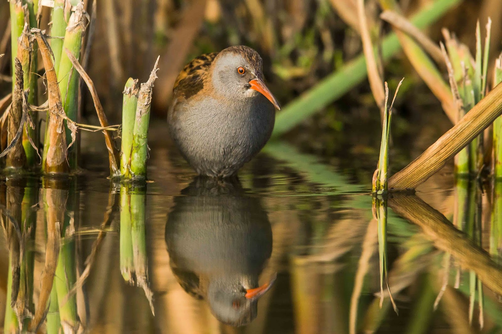 RASCON EUROPEO - Rallus Aquaticus | Observatorio de la Naturaleza