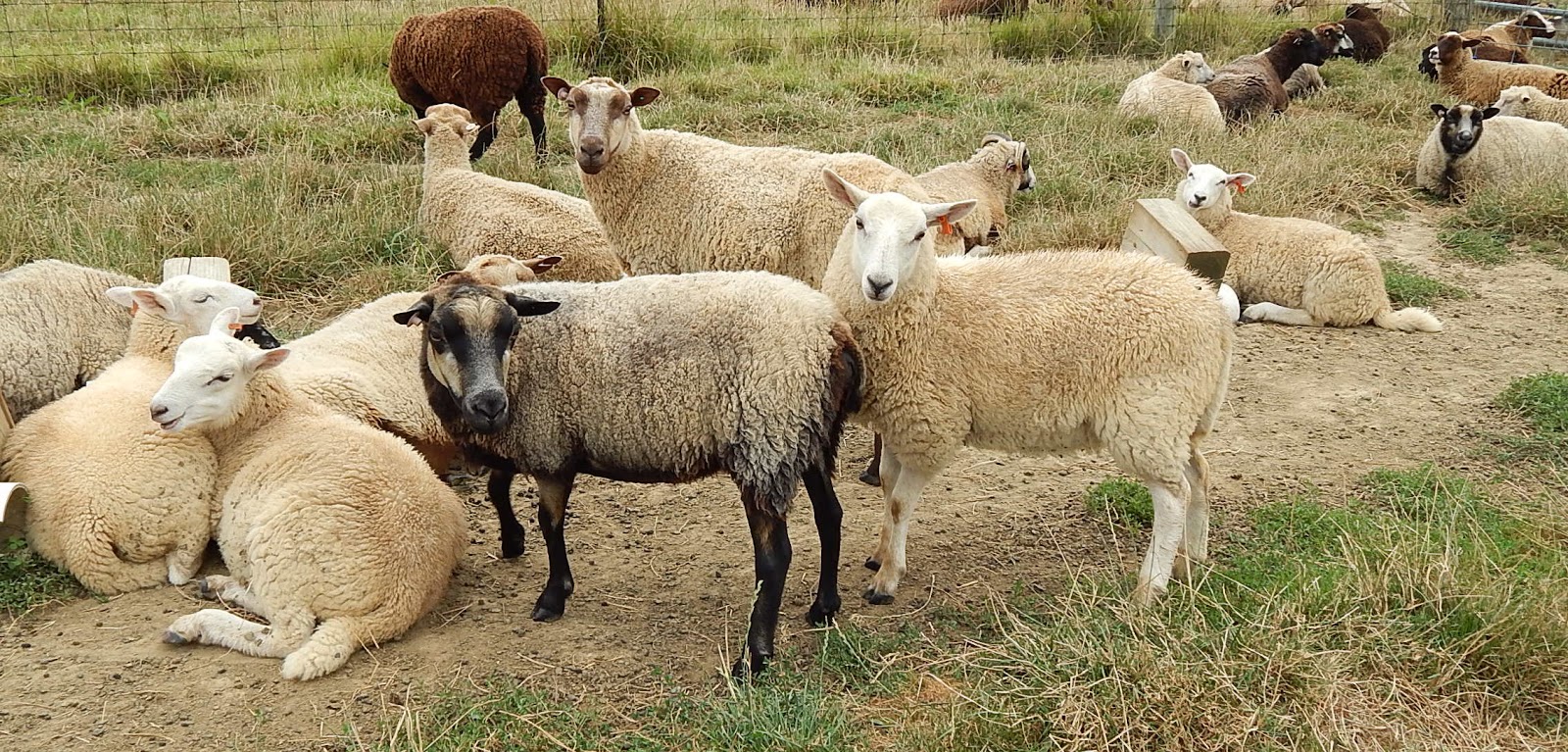 Under The Son Farm: Sheep For Sale Aug 2013