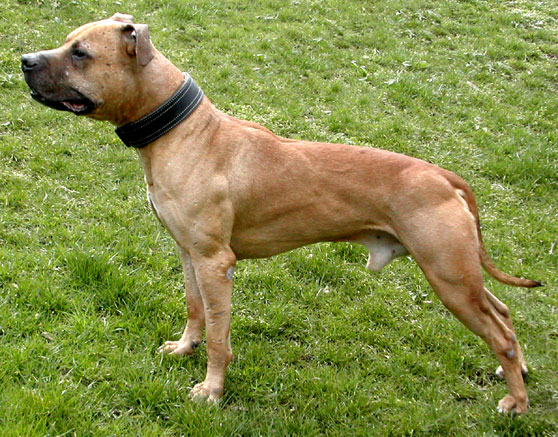Gr CH Haunch ⋆ GrandChamp - American Pitbull Terrier History