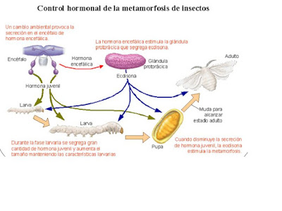 Evolución de los sistemas de relación