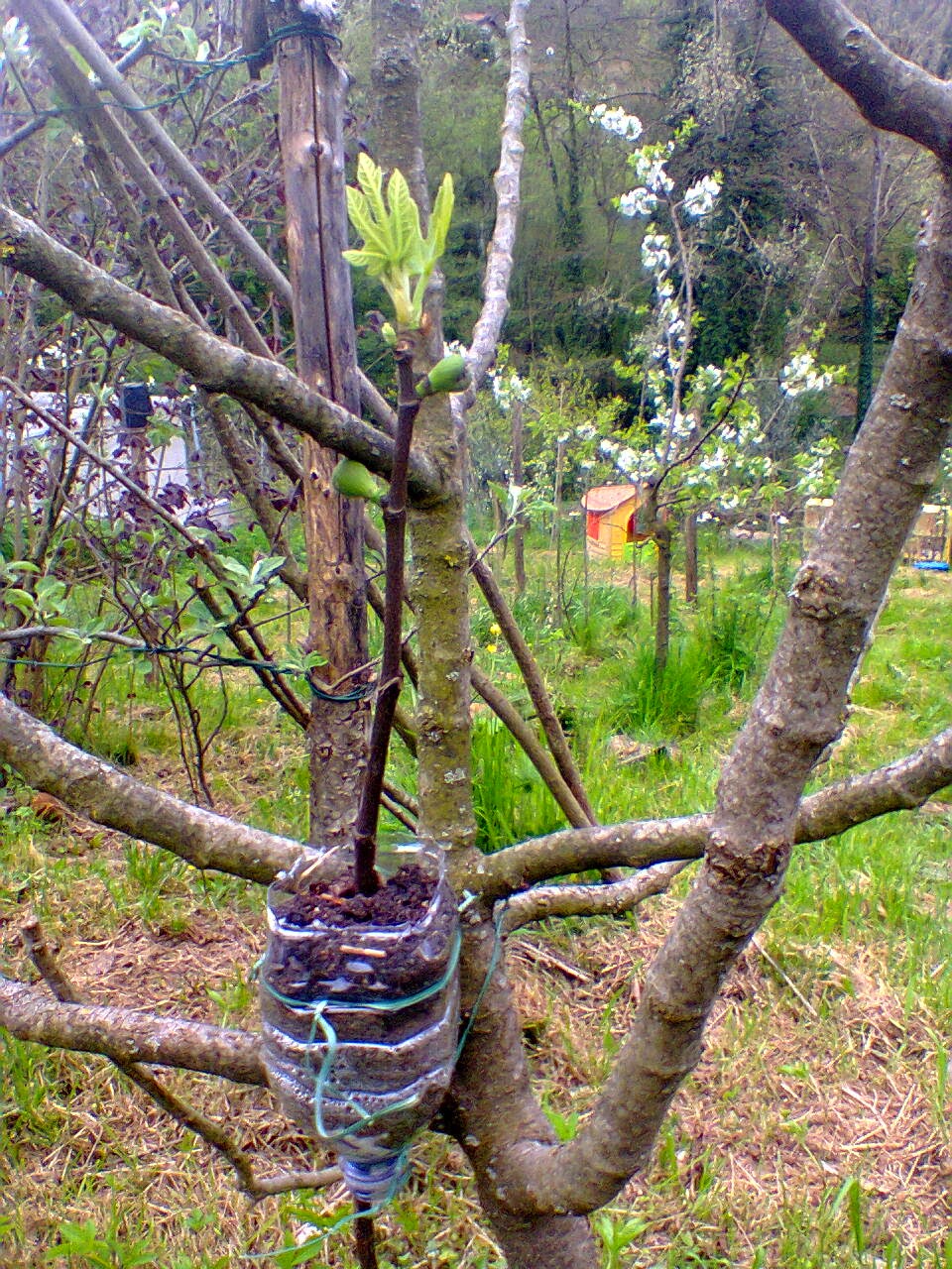 agriculturando: margotta di fico