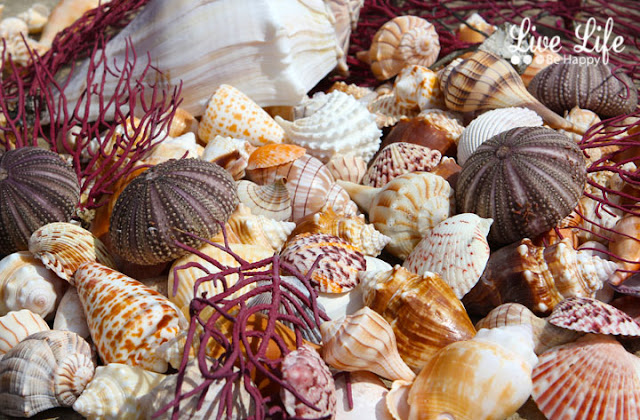 Life and Coconuts: Discovering Shells on Sanibel Island, Florida: A ...