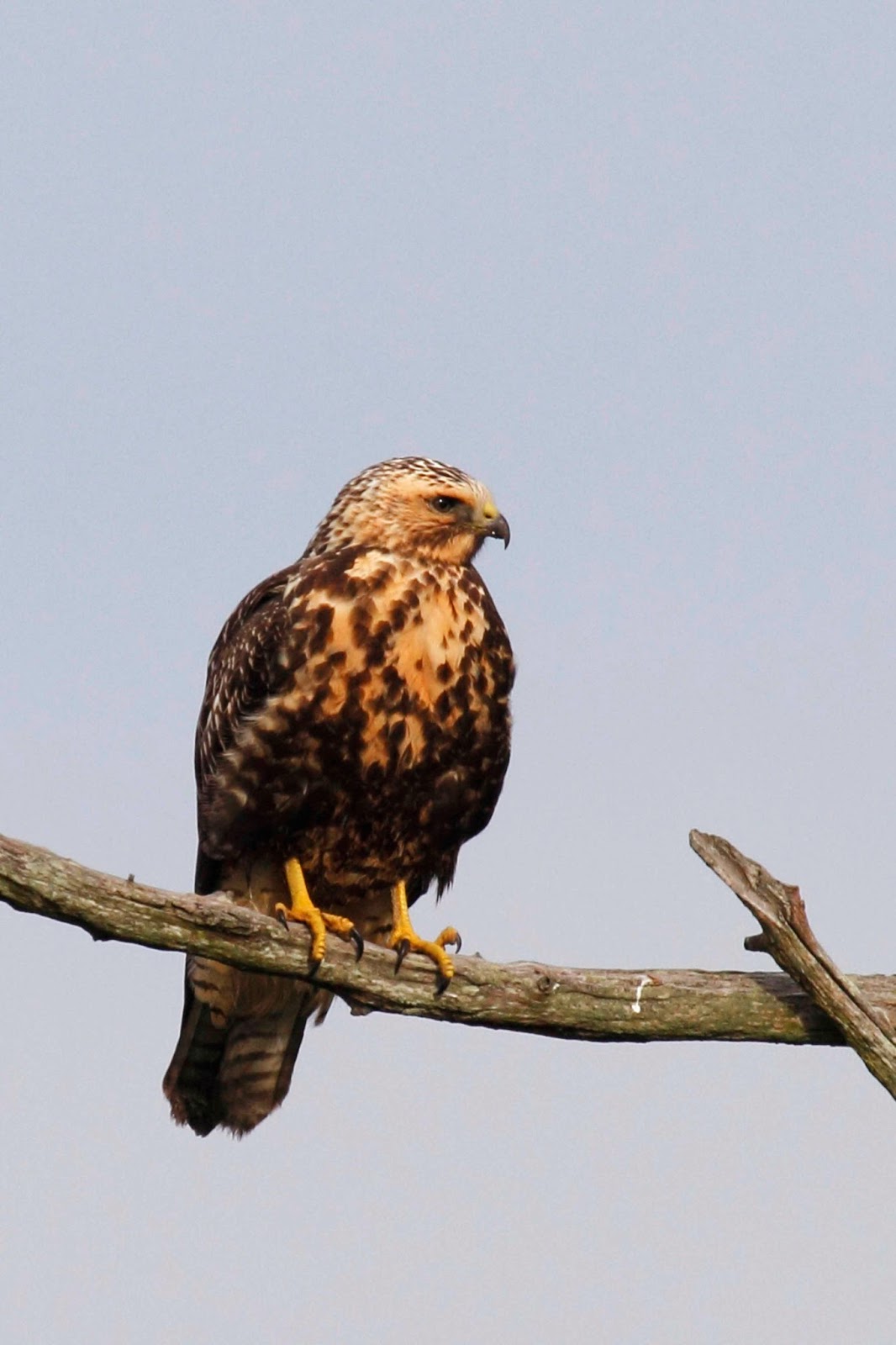 Philly Bird Nerd : Swainson's Hawk - Bonus Bird!
