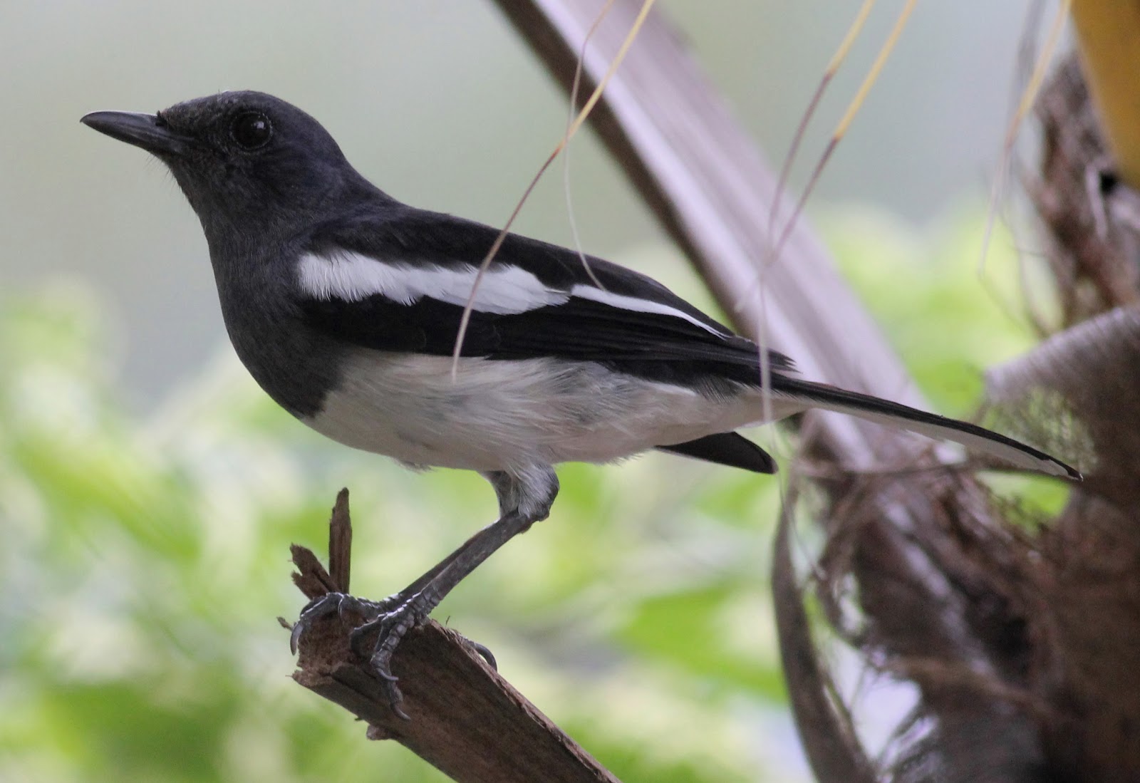 Ron-Nature-Adventures: Common Household and Garden Birds