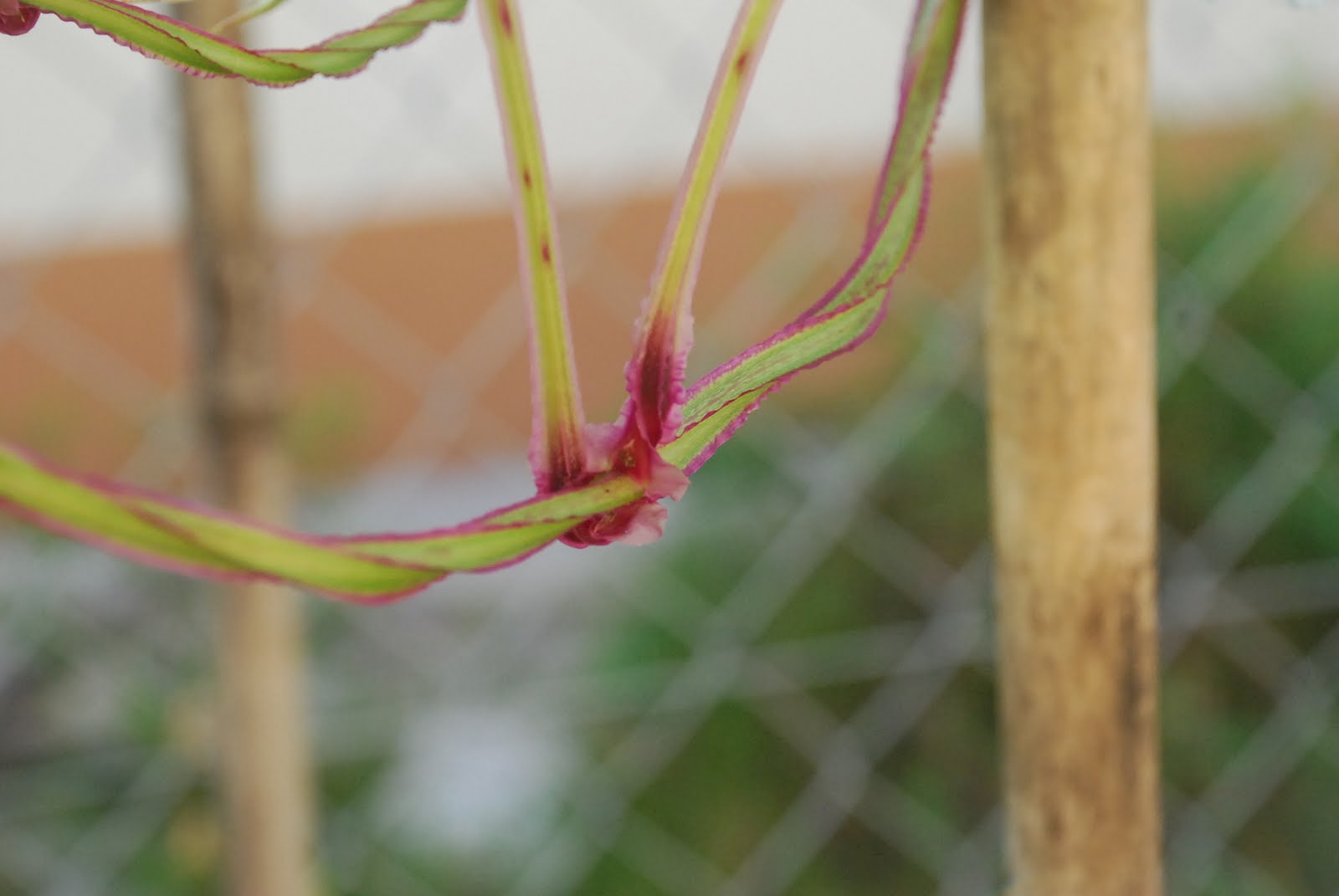My little vegetable garden: ubi badak, doing twist