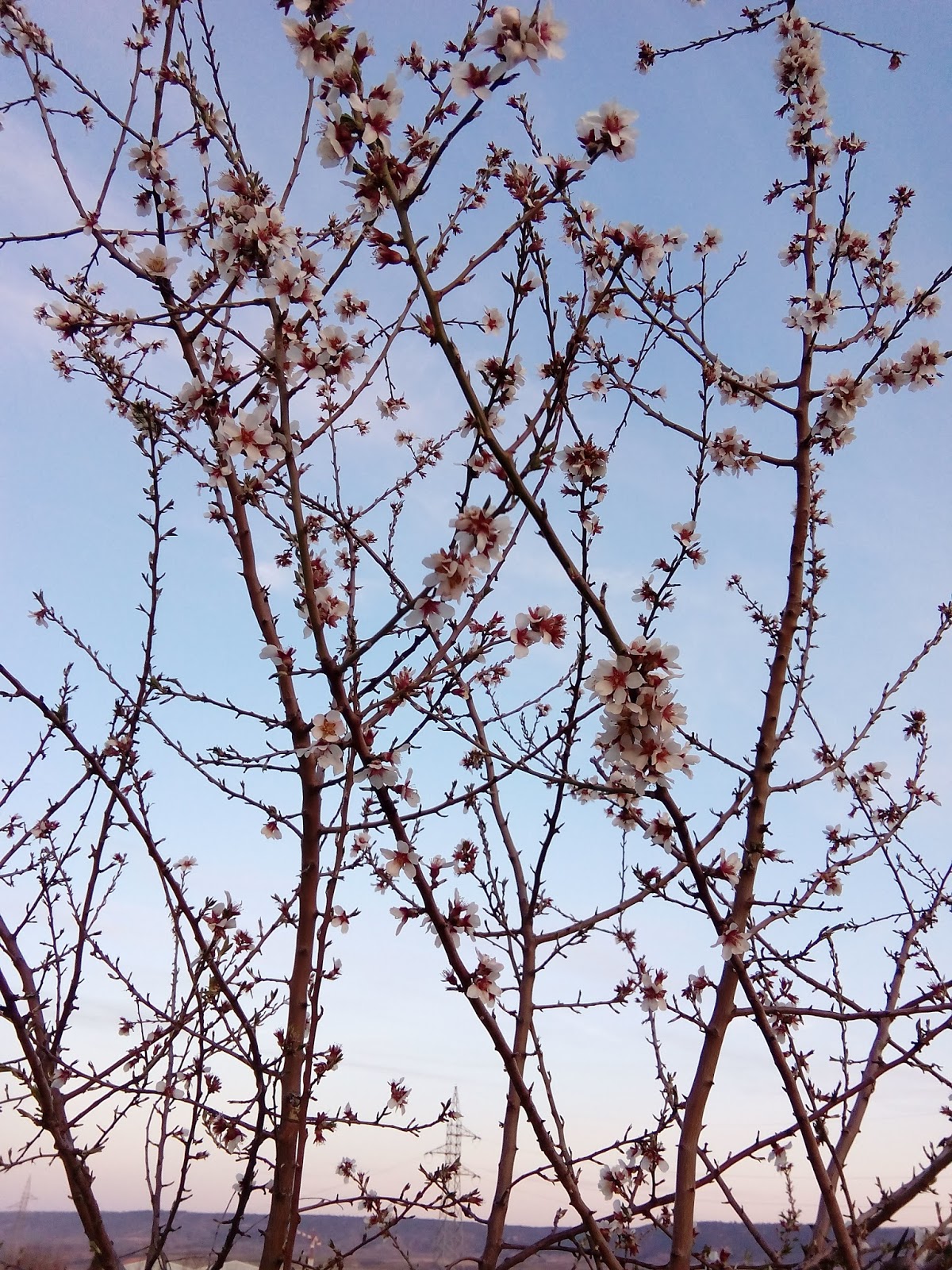 La Mar de VeRde: PRONUS DULCIS O ALMENDRO