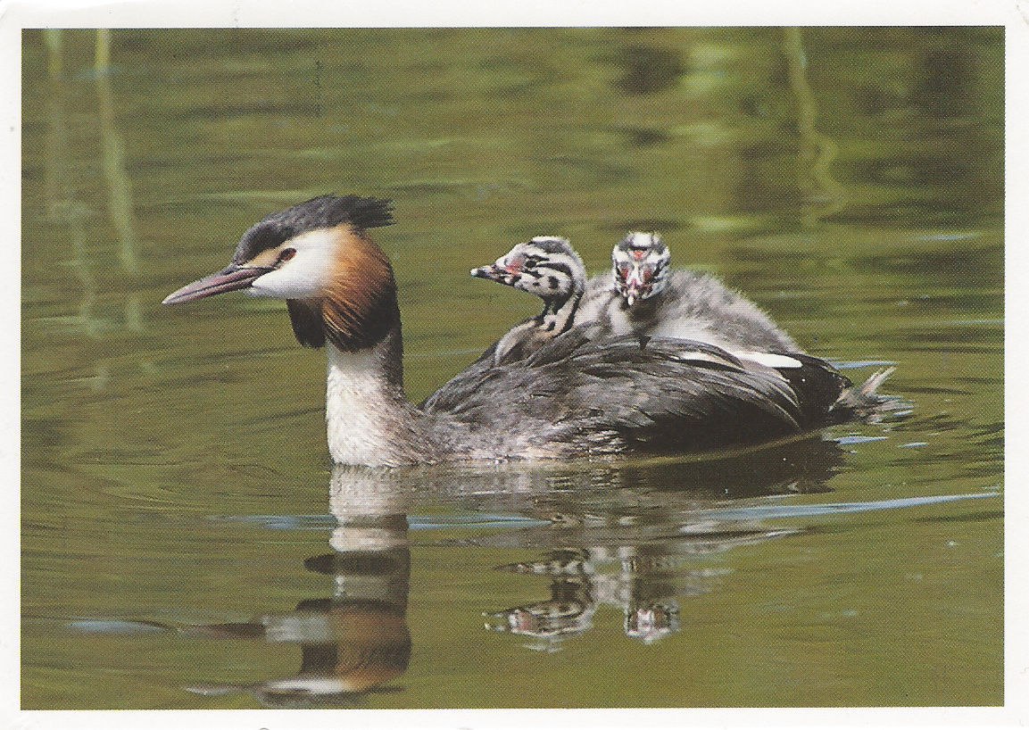 dewereldiskleinenmooi: Fuut, kaart van Romina uit Duitsland