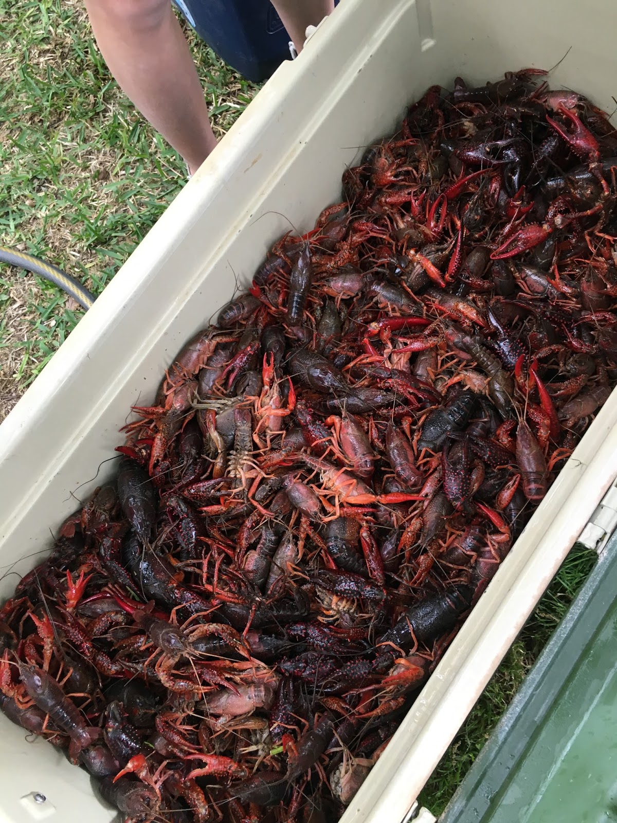 Crafty Texas Girls: Crawfish Dessert